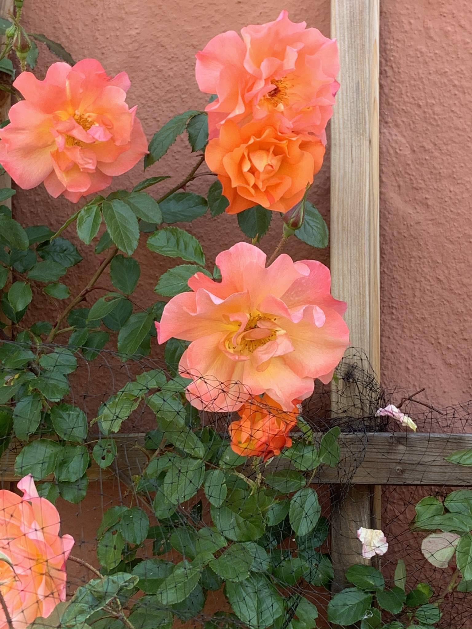 New roses and new videos | Weekly Cantata